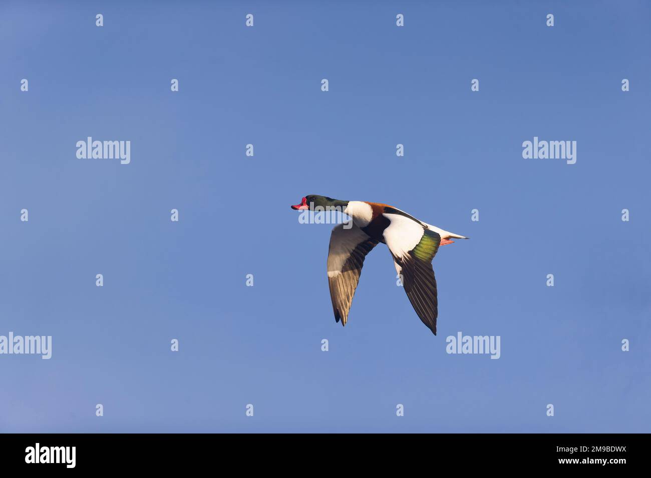 Common shelduck Tadorna tadorna, adult male flying, Suffolk, England ...