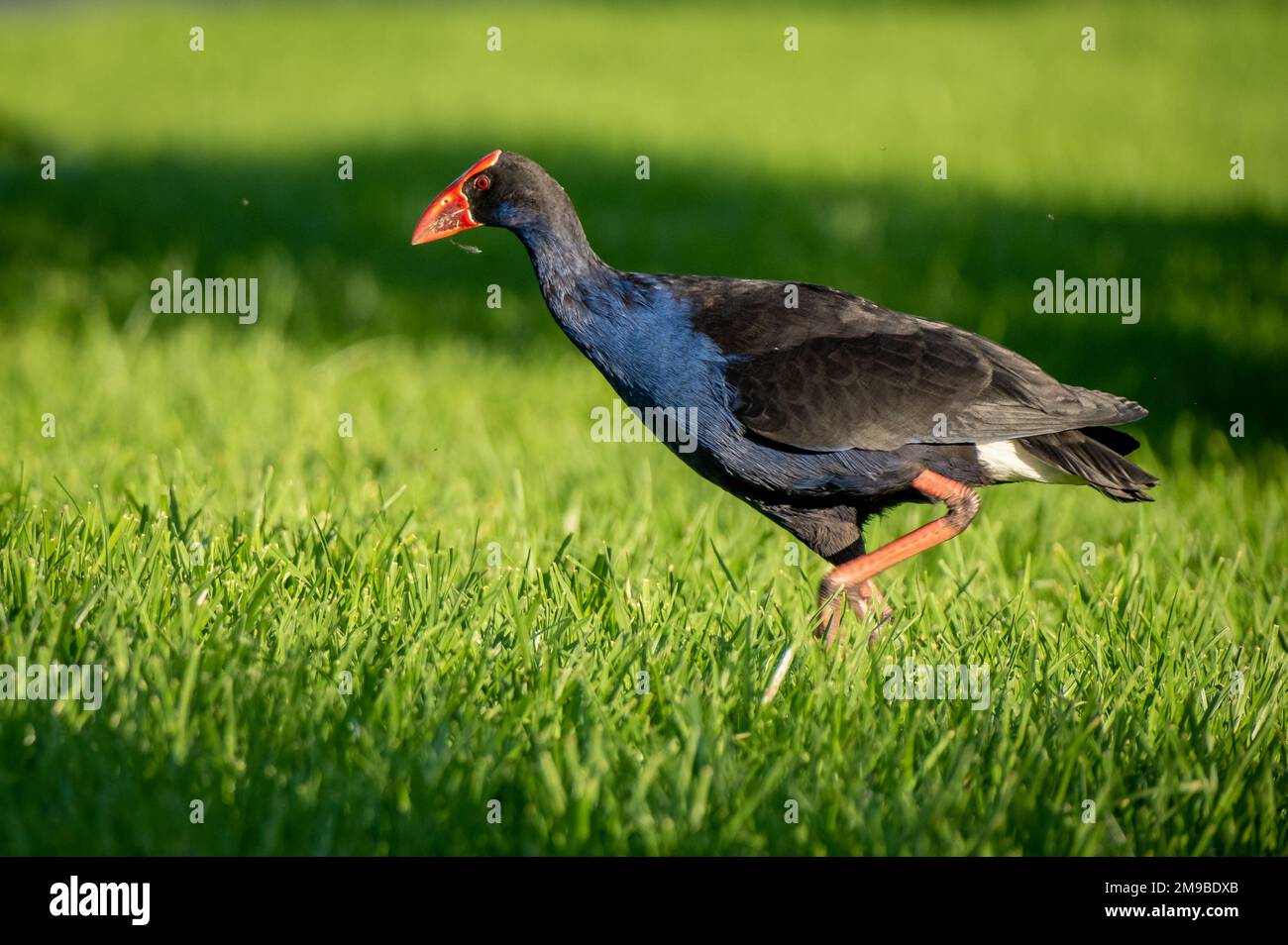 Pukeko native bird of NZ foraging in the grass Stock Photo - Alamy