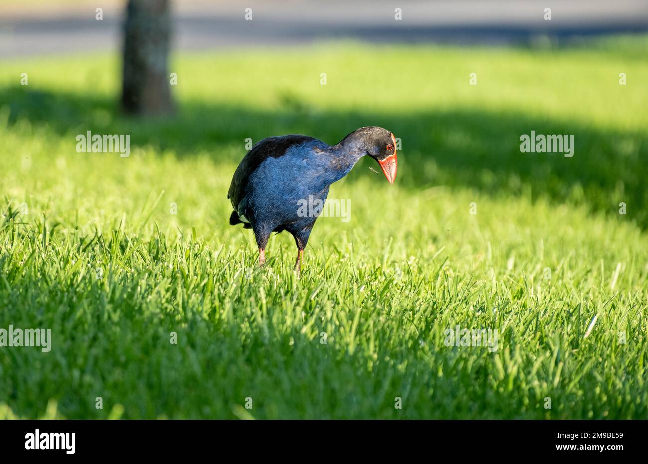 Pukeko native bird of NZ foraging in the grass Stock Photo - Alamy