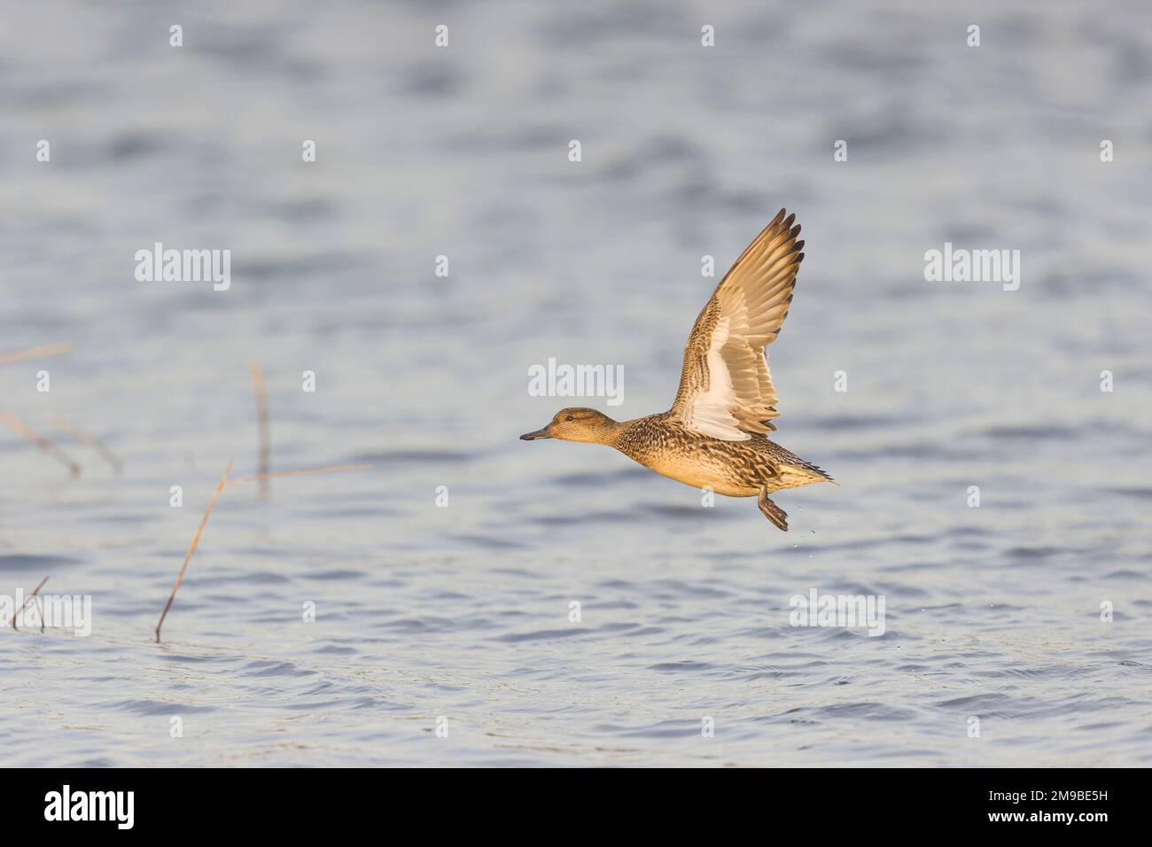 Common teal Anas crecca, adult female flying, Suffolk, England, January ...