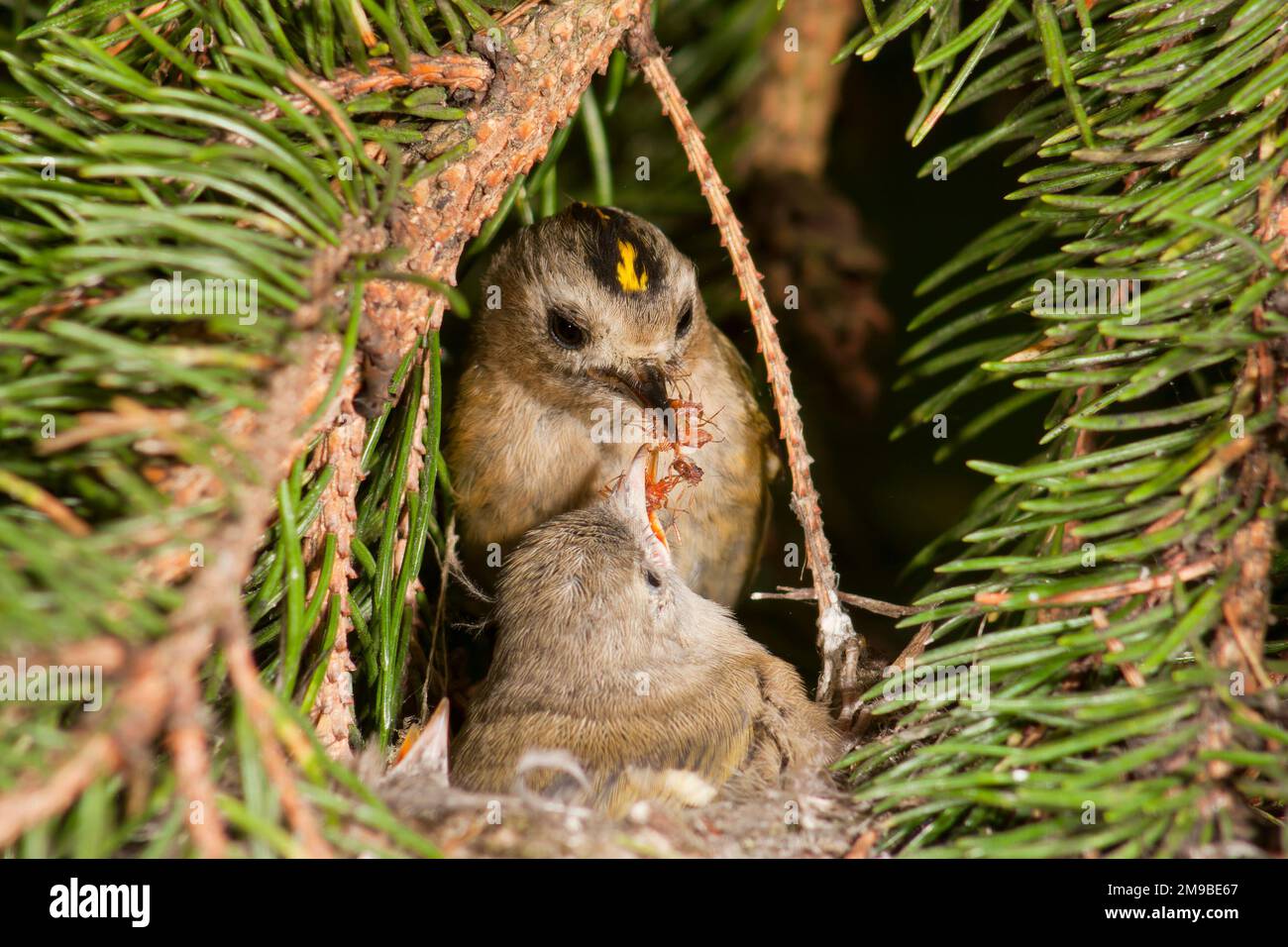 Goldcrest Regulus regulus, adult feeding aphids to chick in nest ...