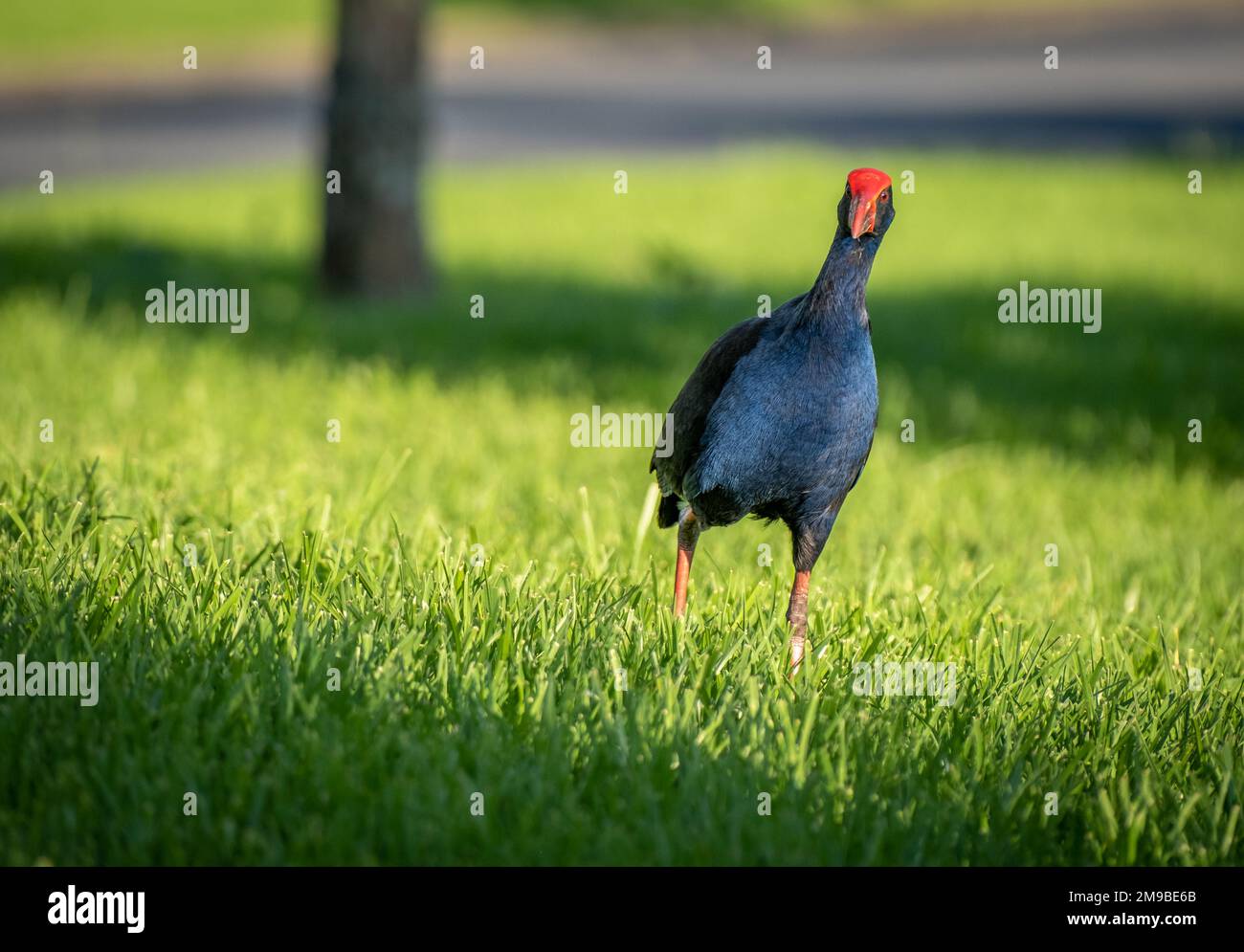 Pukeko native bird of NZ foraging in the grass Stock Photo - Alamy