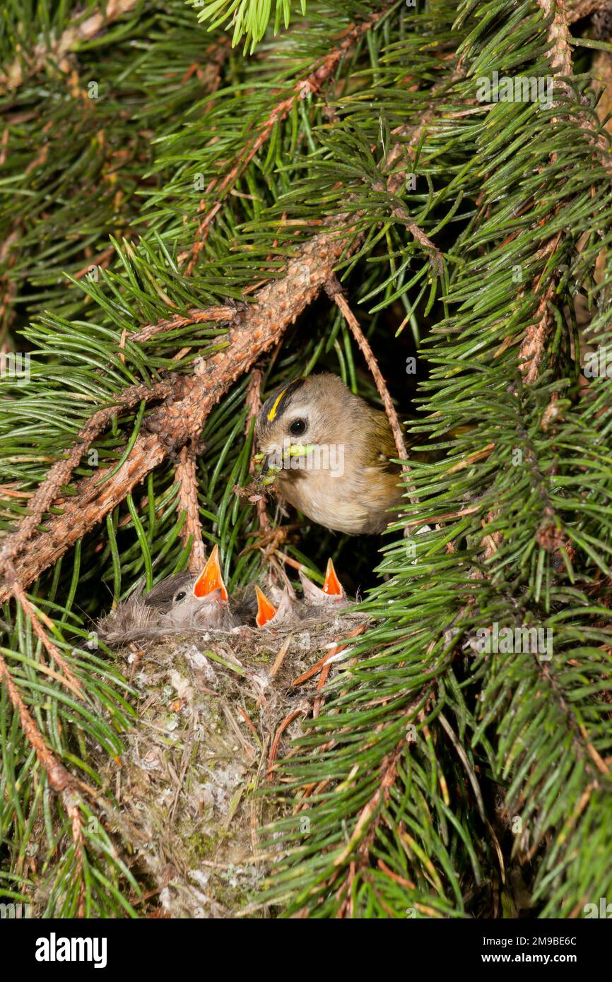 Goldcrest Regulus regulus, adult feeding chicks in nest, Suffolk ...