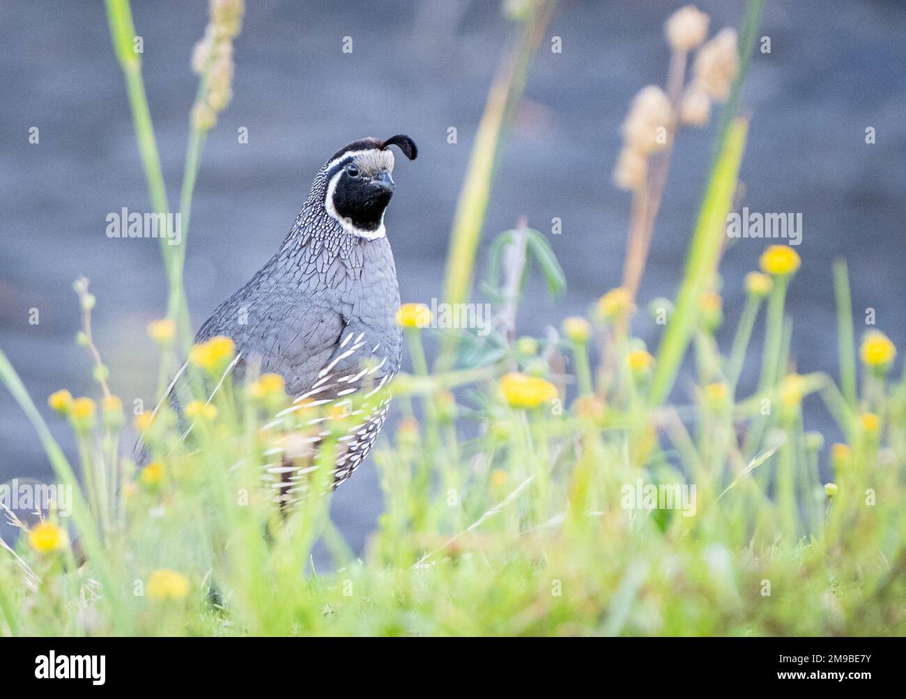 California quail bird nestled in the sand and foliage Stock Photo - Alamy