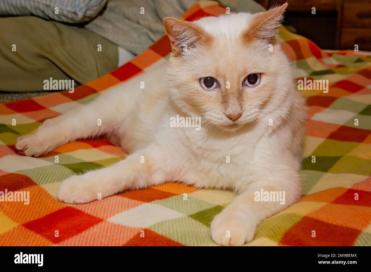 Blue, a flame-point Siamese cat, plays on a colorful bedspread, Jan. 9 ...