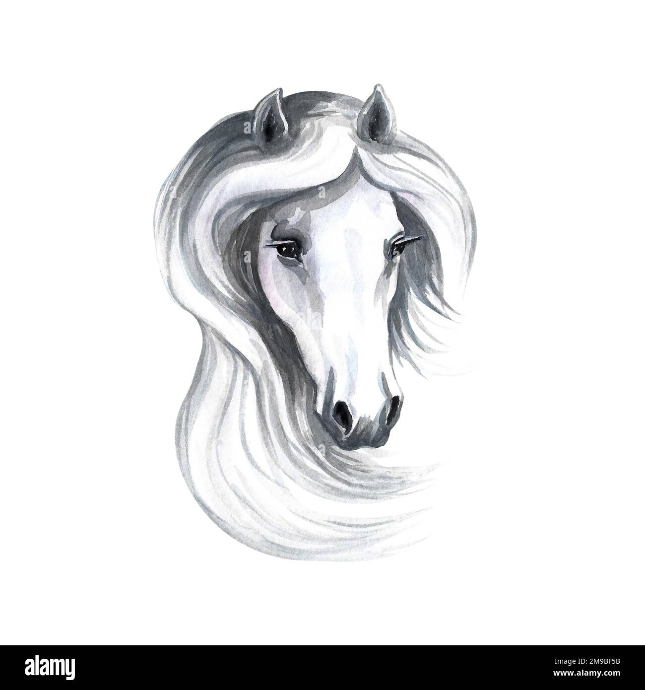 Portrait of a white horse. Watercolor illustration. For prints ...