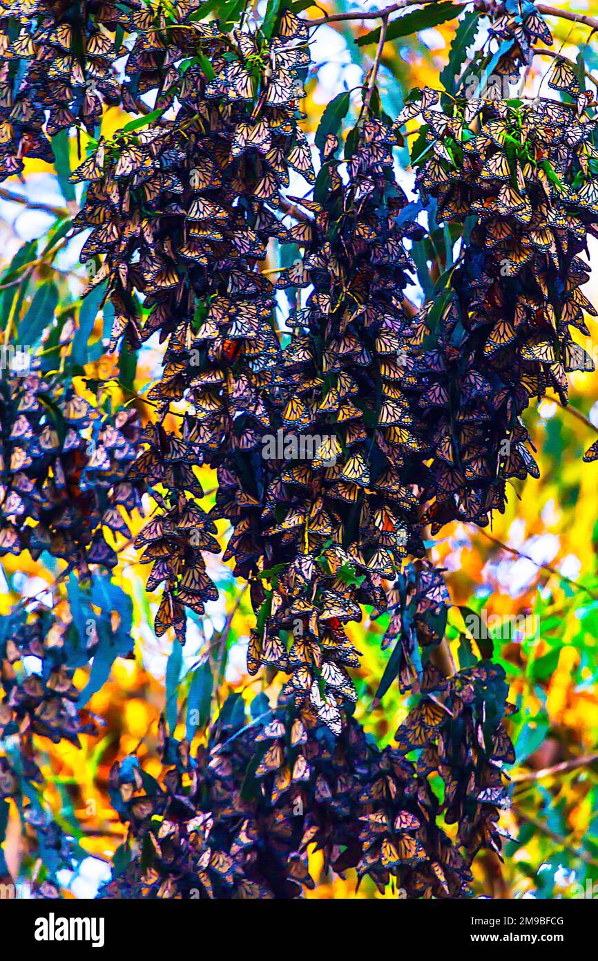 Monarchs winter hi-res stock photography and images - Alamy