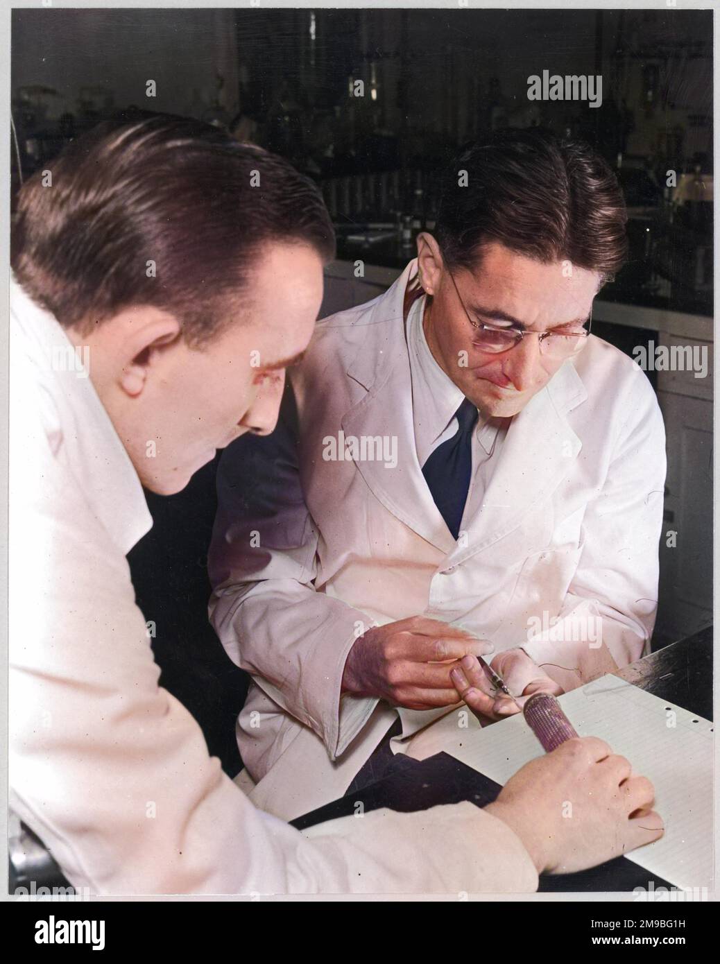 Howard Florey injects penicillin into the tail of a mouse Stock Photo ...