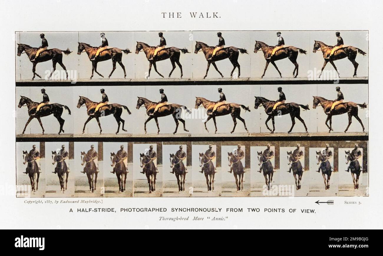 Horse : race horse walking Stock Photo - Alamy