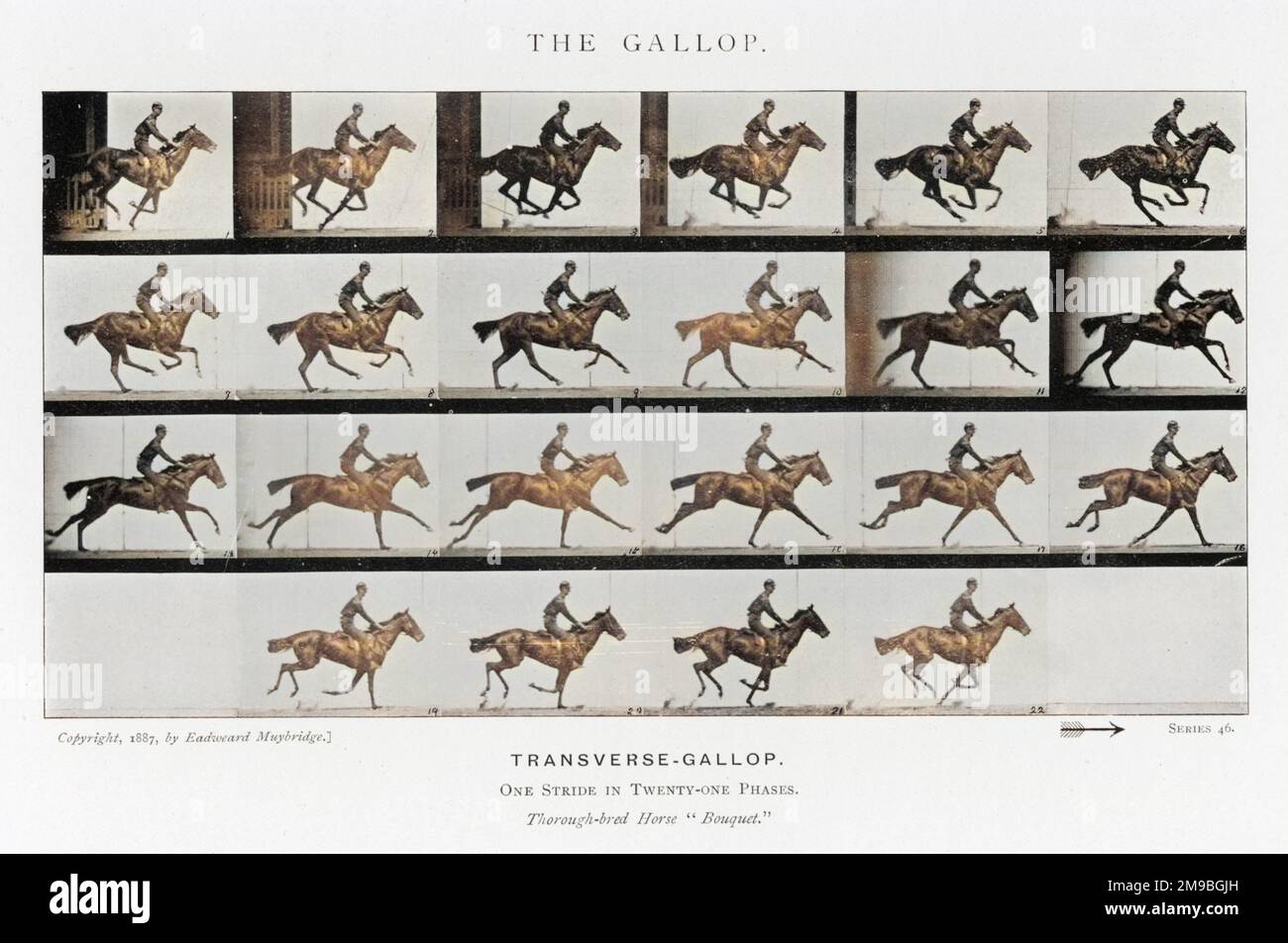 Horse : galloping Stock Photo - Alamy