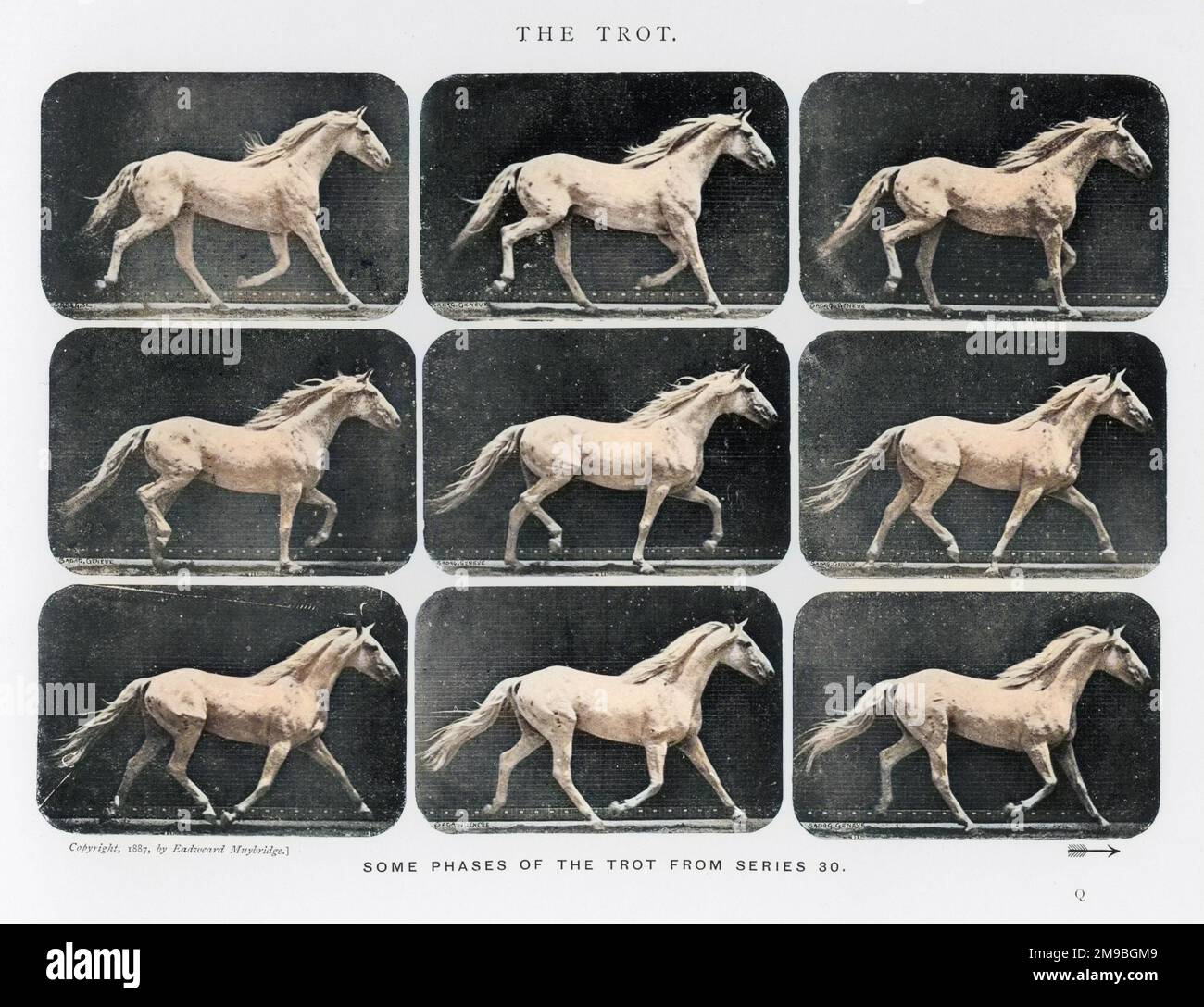 Horse : trotting Stock Photo - Alamy