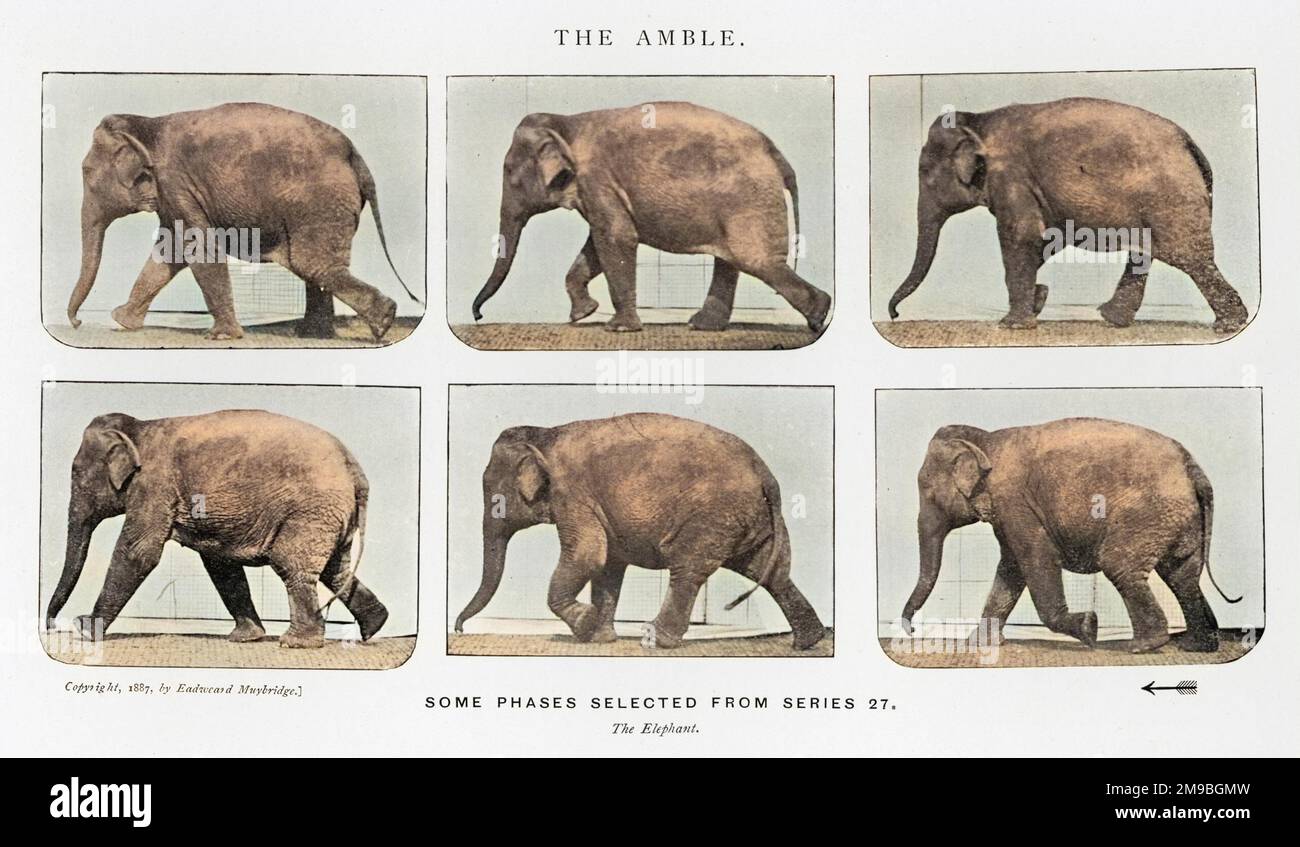 Elephant history hi-res stock photography and images - Alamy