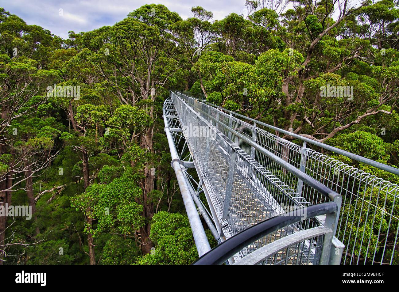 The Valley of the Giants Tree Top Walk, a skywalk through the ...