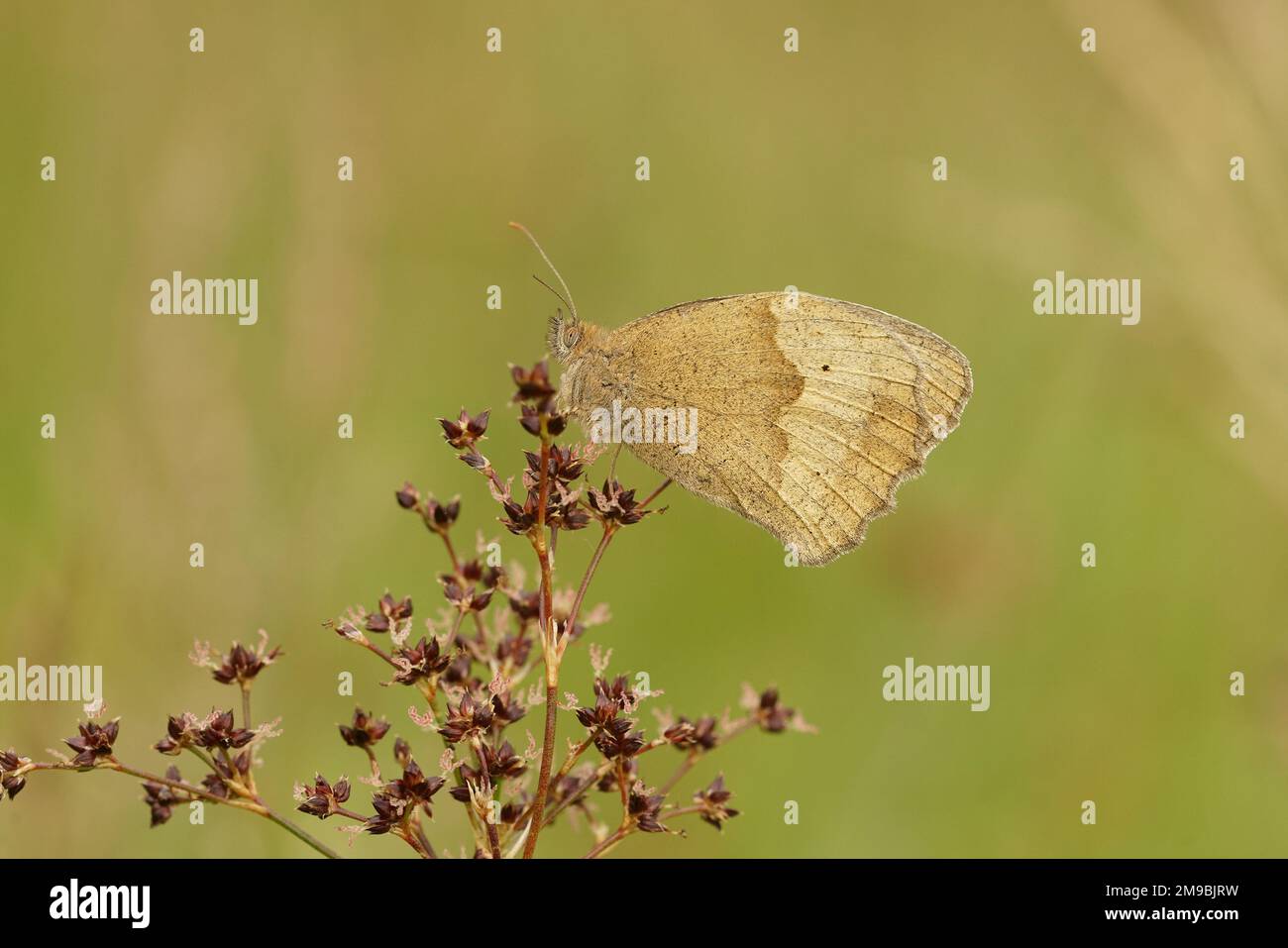 Natural closeup on a Meadow brown butterfly, Maniola jurtina , hiding ...