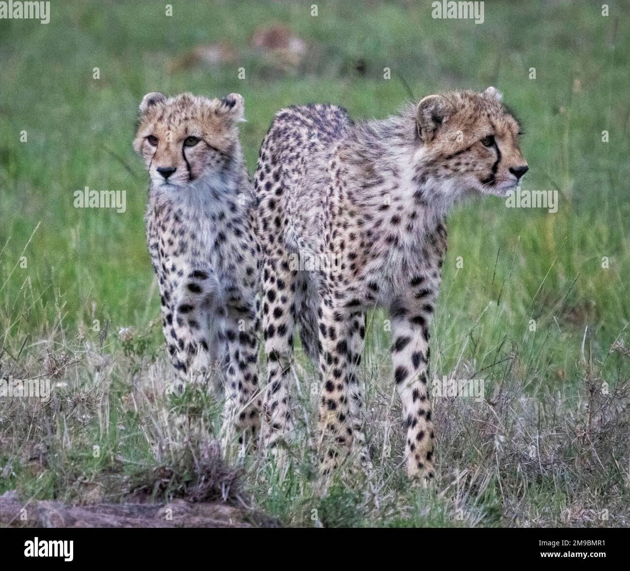 African cheetahs in wild hi-res stock photography and images - Alamy