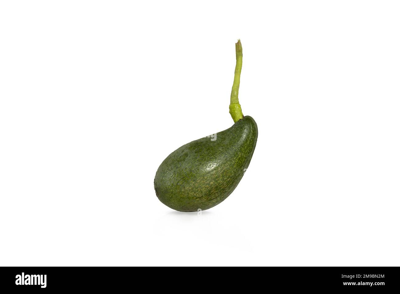 freshly picked avocado from a tree.isolate on a white background Stock ...