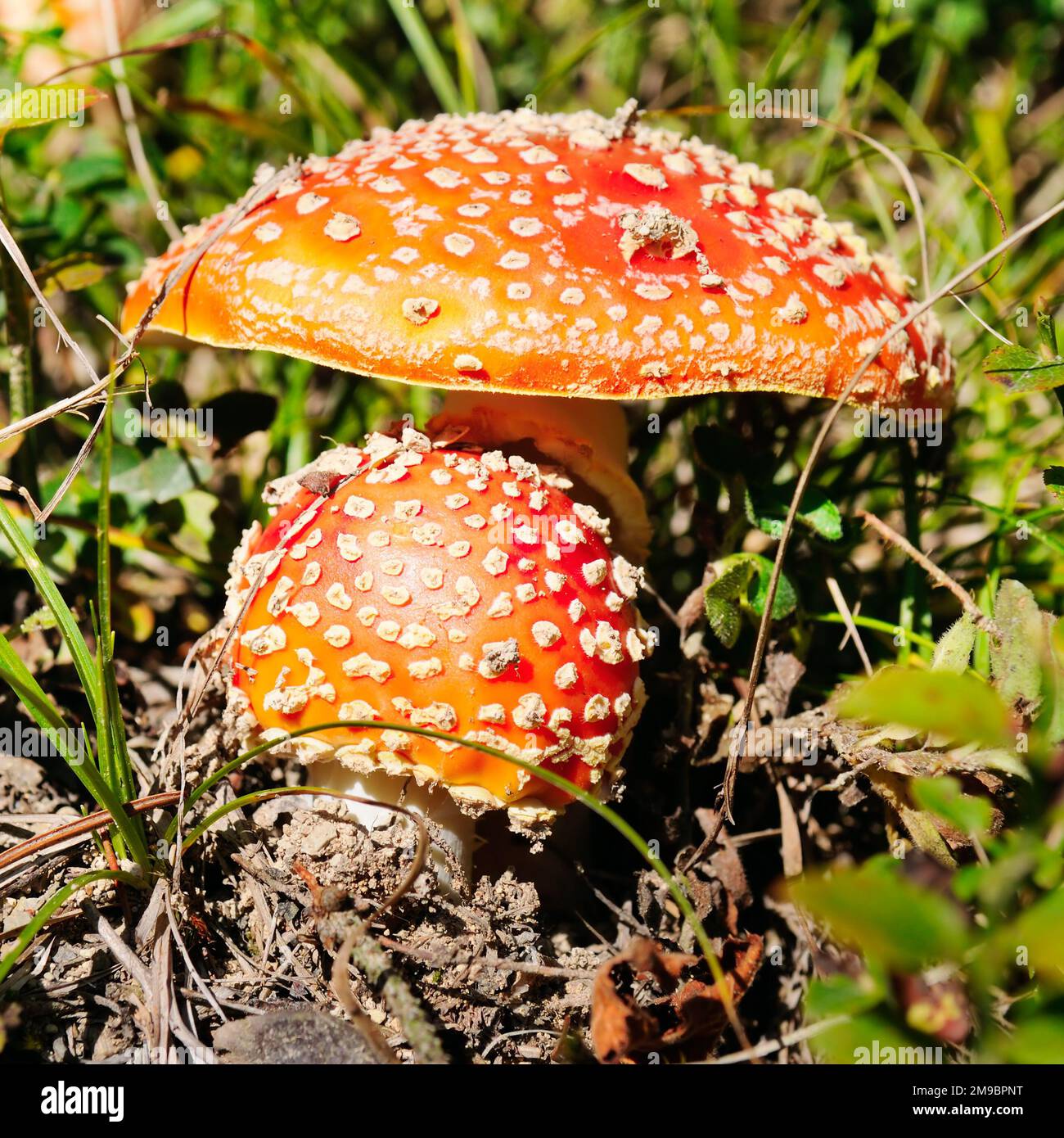 Amanita Muscaria. Red poisonous Fly Agaric mushroom in forest Stock ...