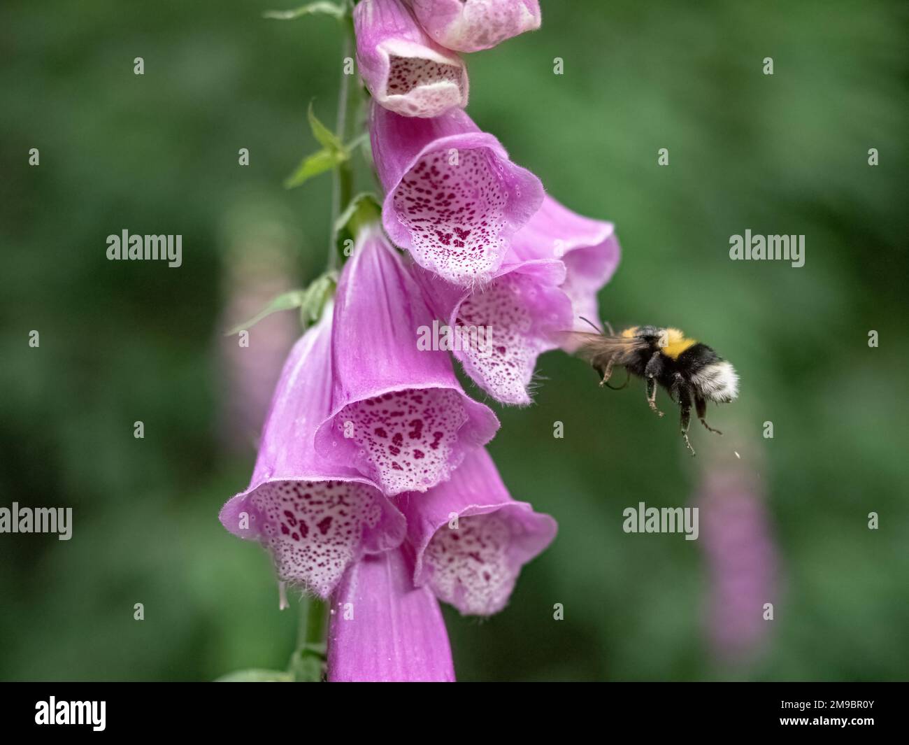 red foxglove close-up nature bumblebee insects summer thuringia flower ...