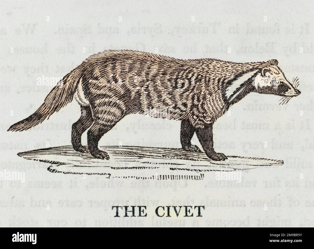 Viverra hi-res stock photography and images - Alamy