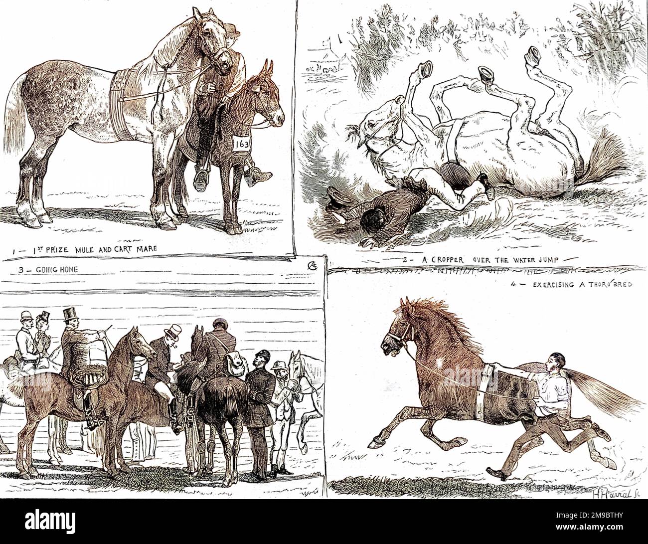 1st prize mule cart mare hi-res stock photography and images - Alamy