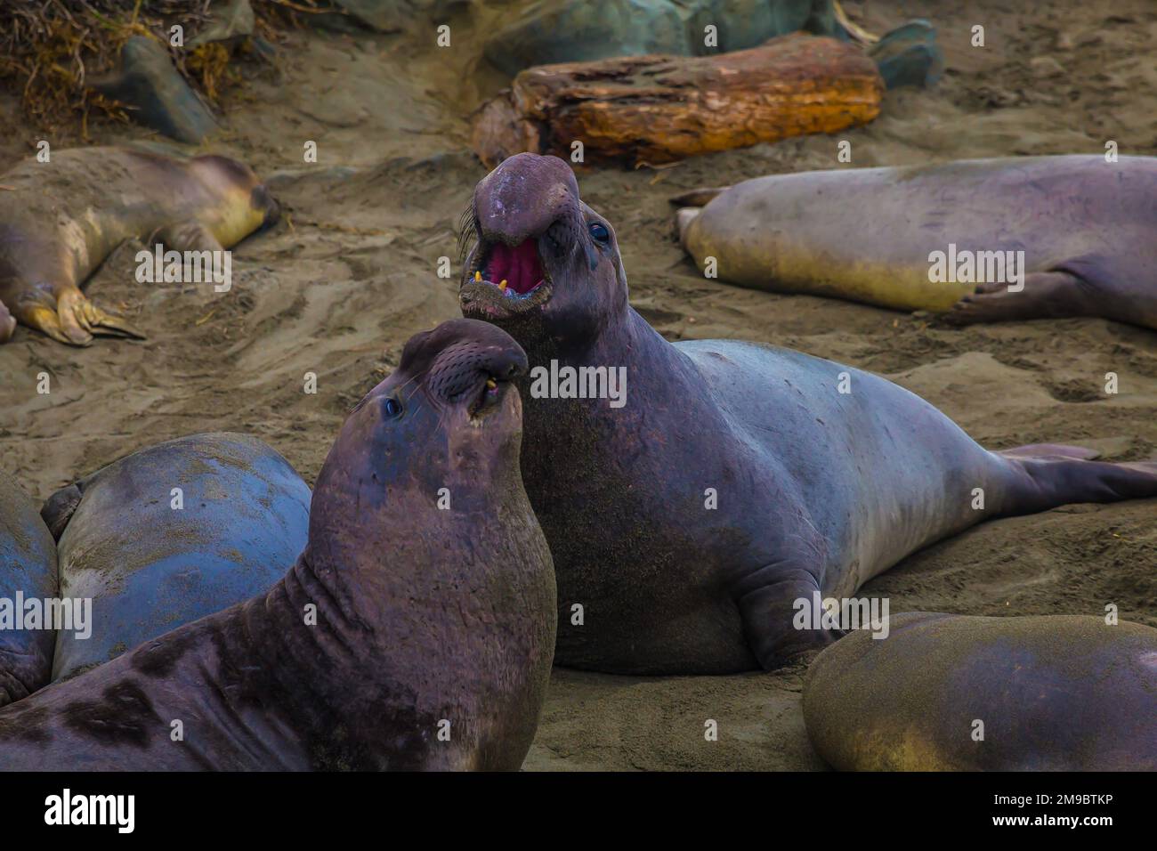Challenging Elephant Seals Stock Photo - Alamy