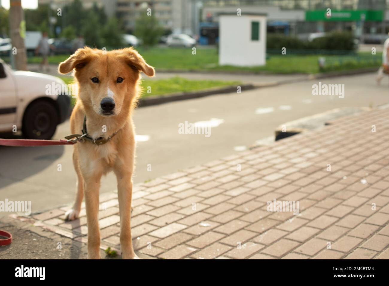 Dog is tied on leash. Pet is waiting for owner on street. Animal is ...