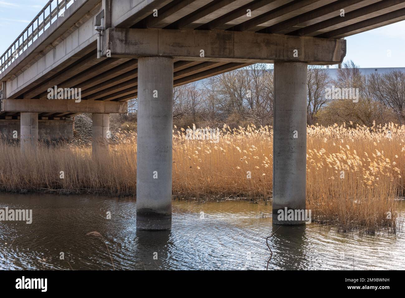 Reeds under hi-res stock photography and images - Alamy