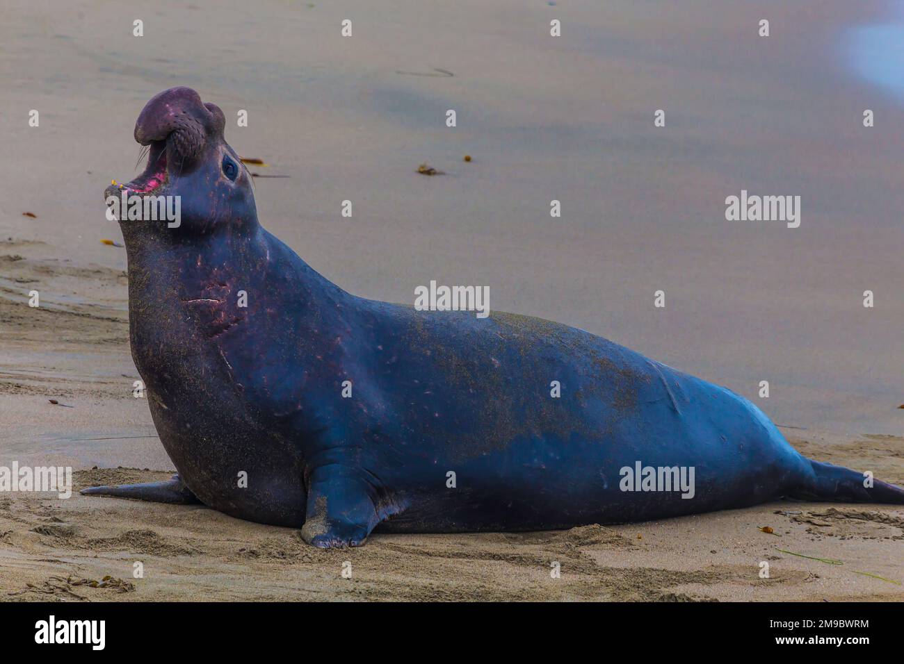 Bellowing Bull Elephant Seal Stock Photo - Alamy