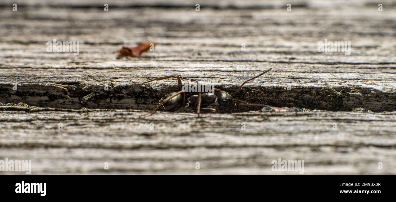 Curious ants hi-res stock photography and images - Alamy