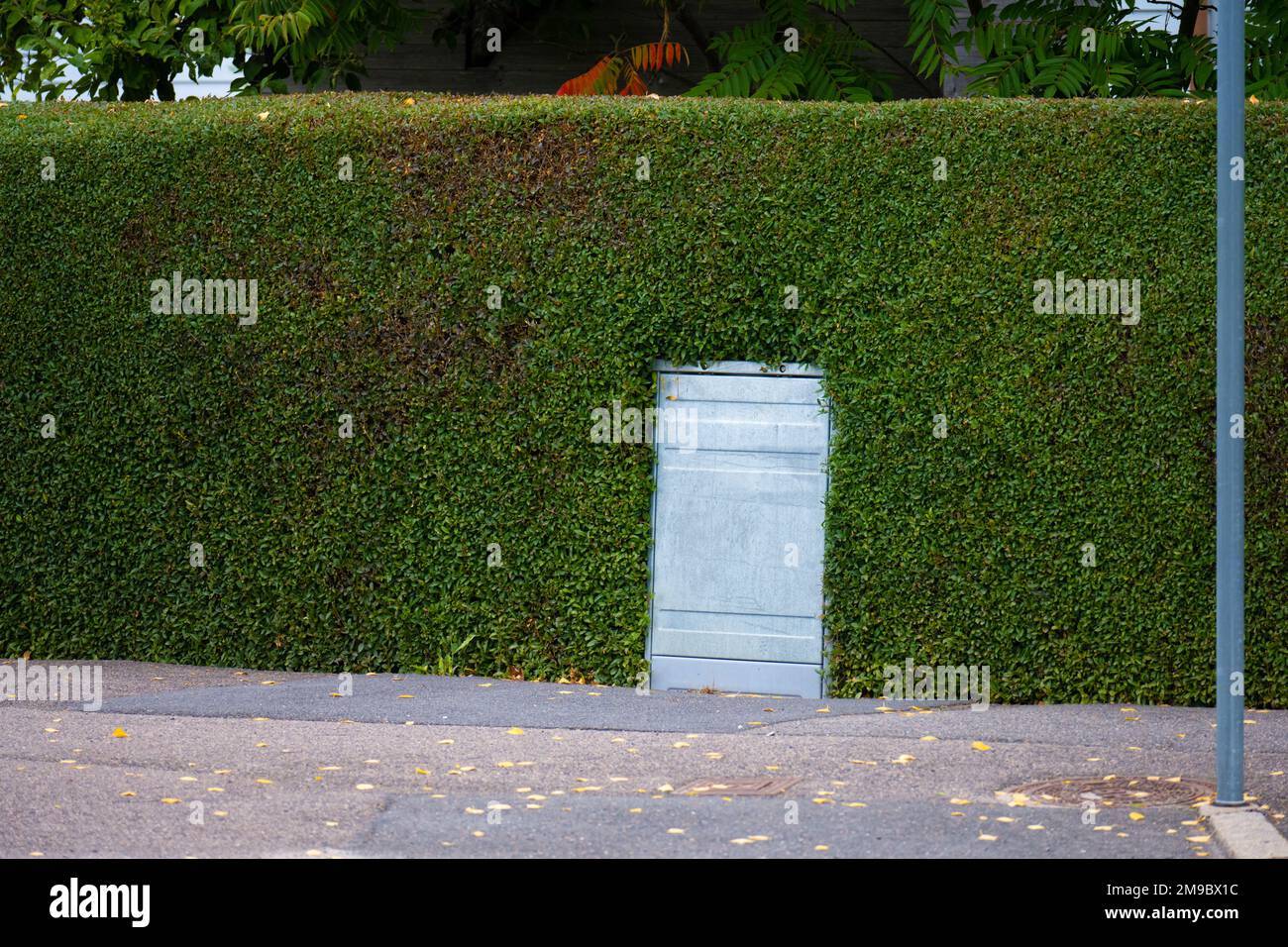 Juction box partially hidden in a hedge Stock Photo - Alamy