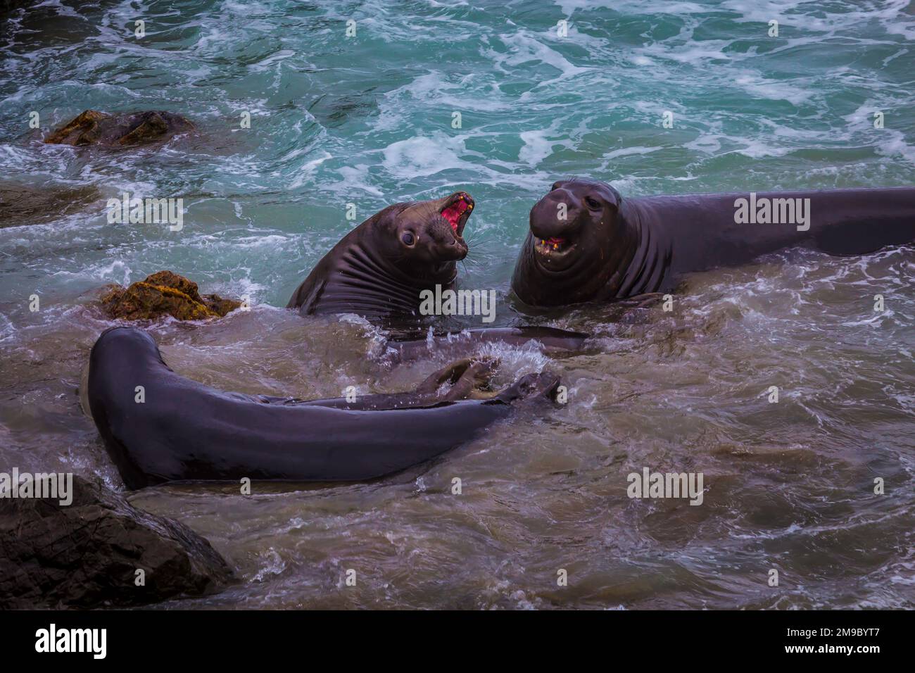 Elephant seals in surf hi-res stock photography and images - Alamy