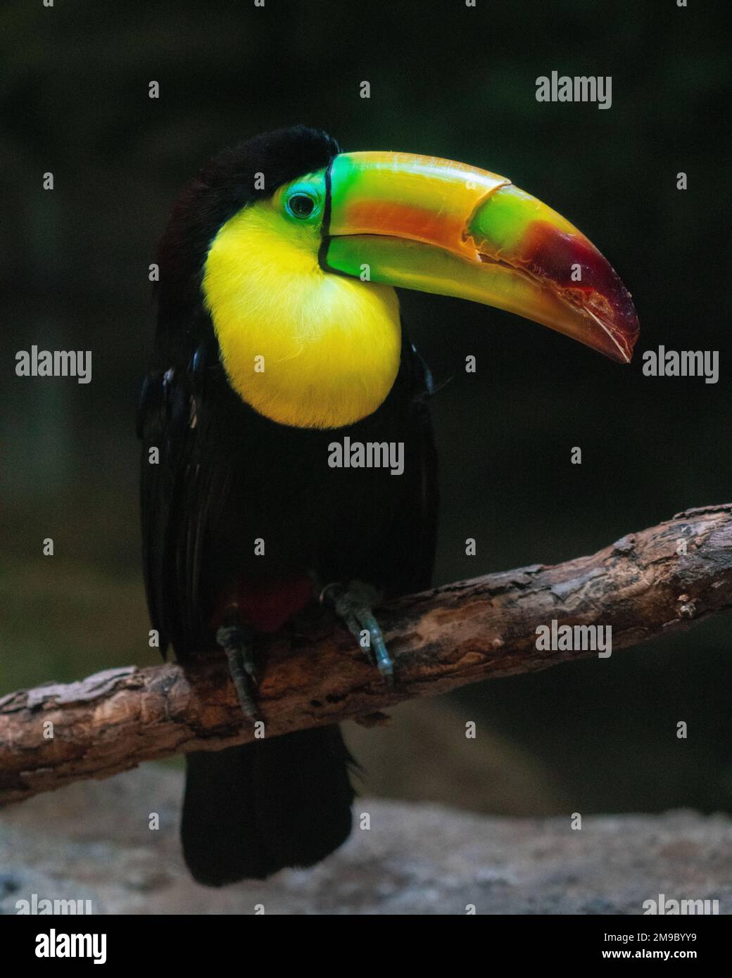 A vertical shot of a tropical keel-billed toucan perched on a tree ...
