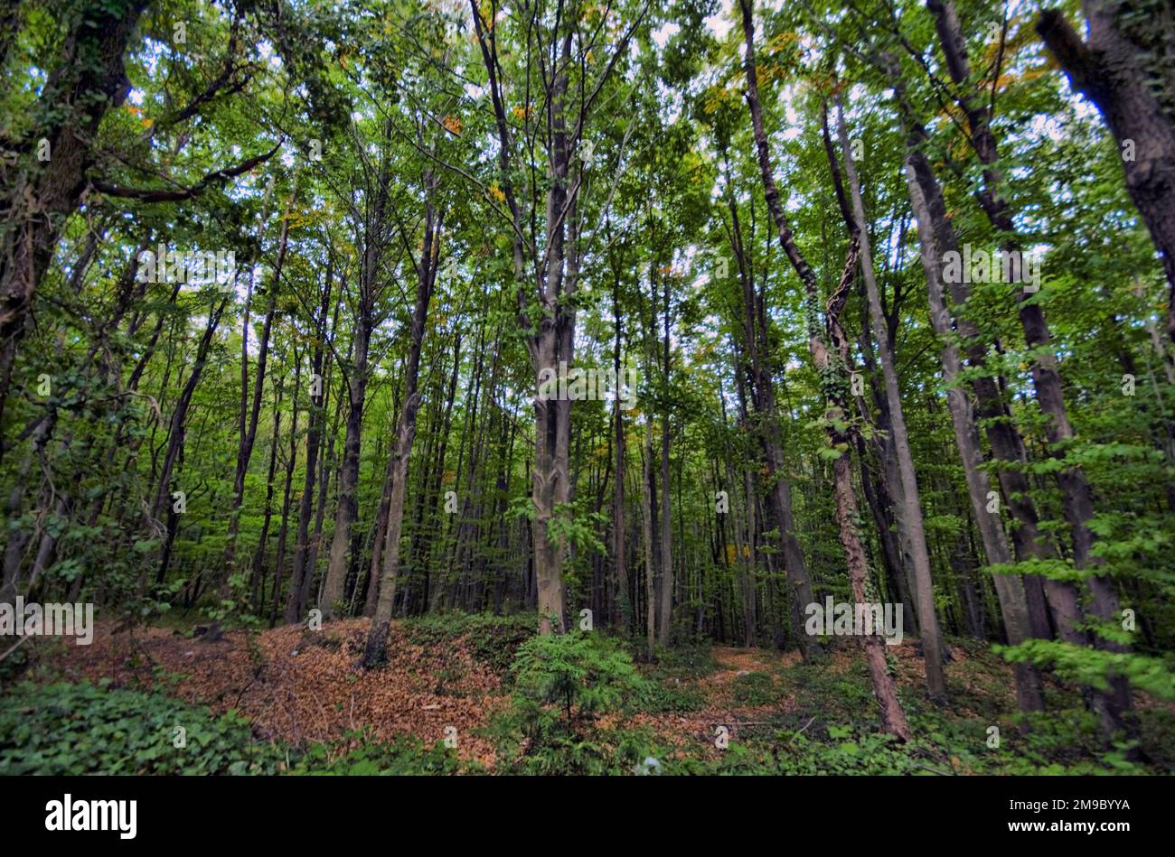 Belgrad Forests - Istanbul Stock Photo - Alamy