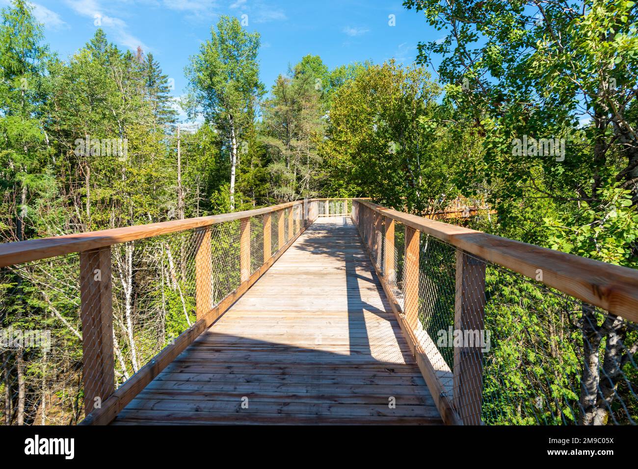 A wooden elevated boardwalk in the Laurentian boreal forest, Quebec ...