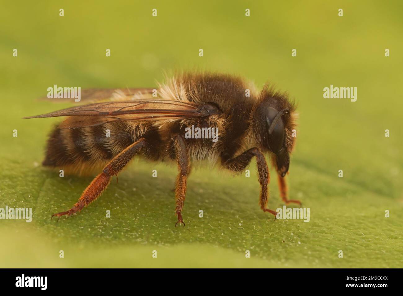 Detailed closeup on a Mediteranean leafcutter bee, Megachile pyrenaica ...
