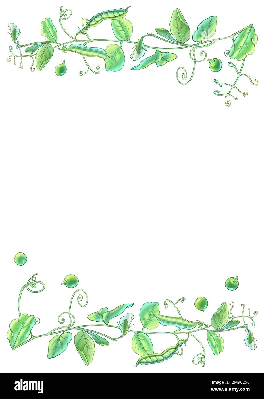Drawing of green peas in pods. High quality photo Stock Photo - Alamy
