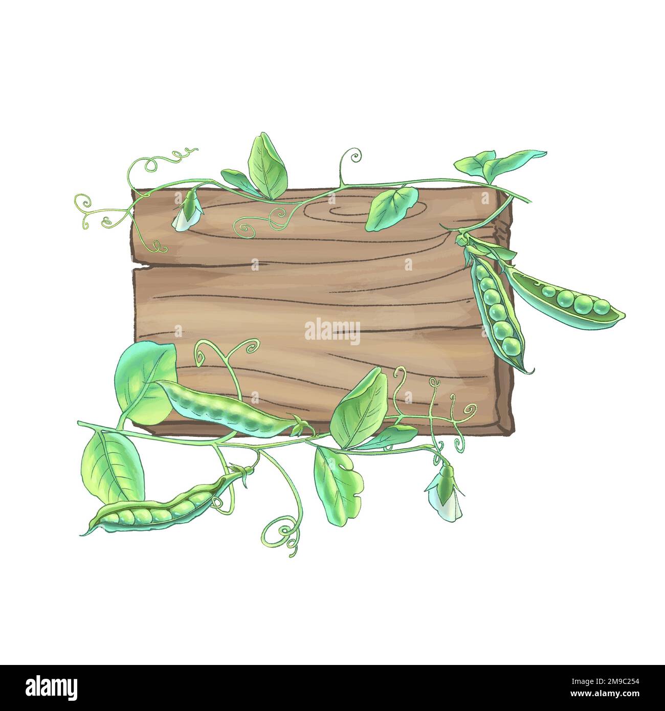 Drawing of green peas in pods. High quality photo Stock Photo - Alamy