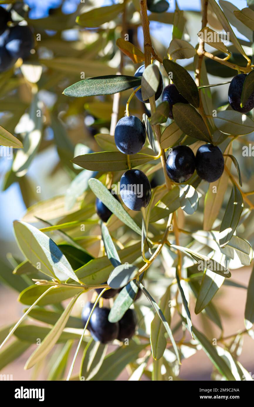 Growing black olives in orchard Stock Photo - Alamy