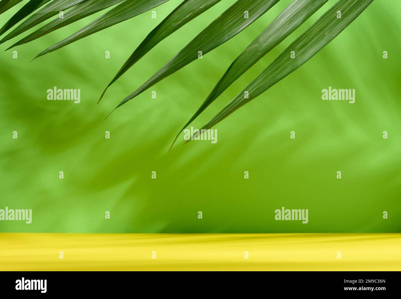 Green palm leaves with shadow on a green background. Scene for ...