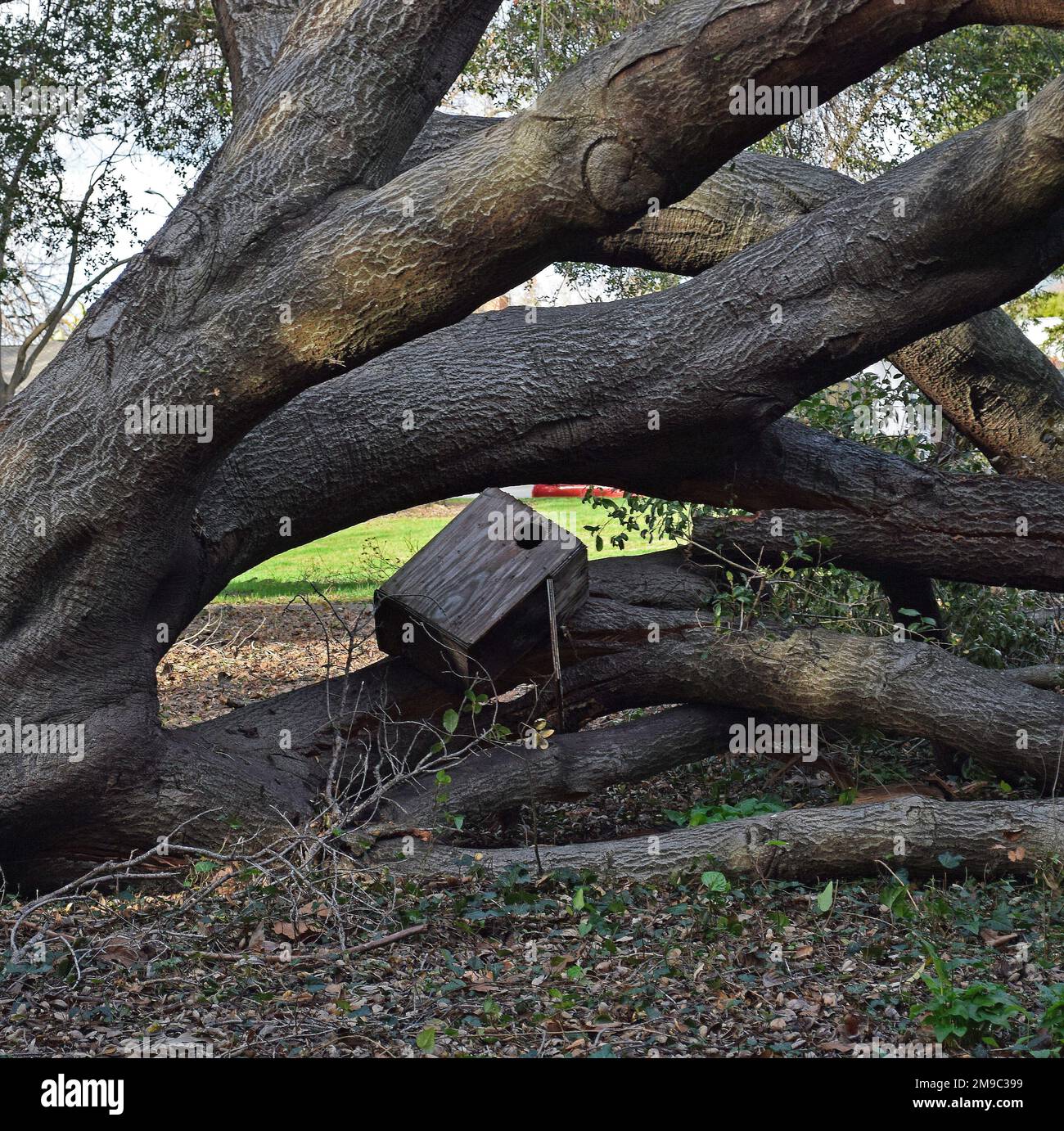 unused bird nesting box on fallen tree in Cann Park, Union City after ...