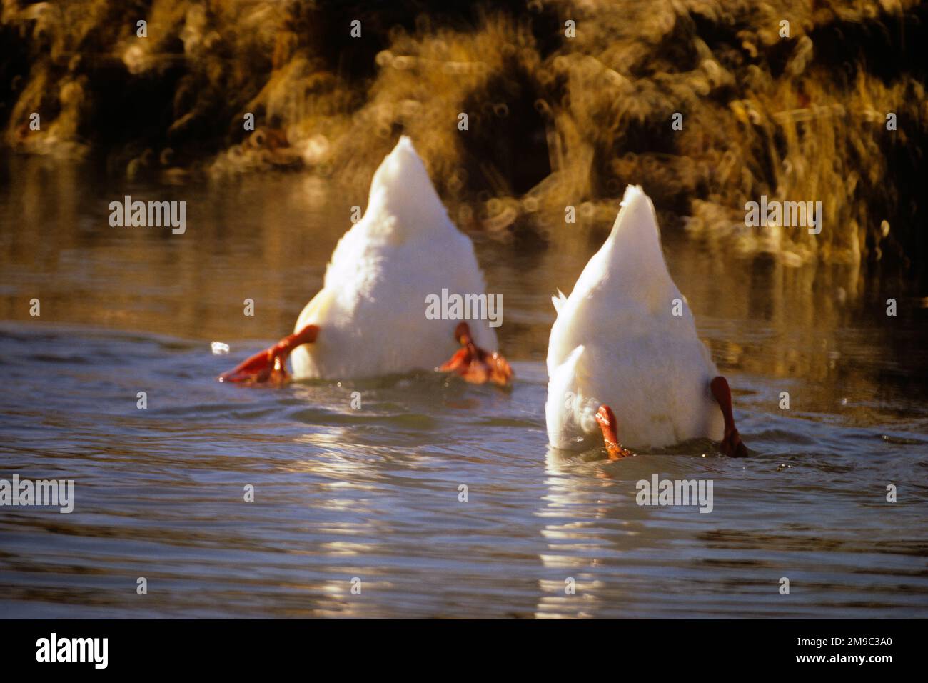 1980s TWO WHITE DUCKS HEADS UNDERWATER BOTTOM FEEDING AND TAIL FEATHERS ...