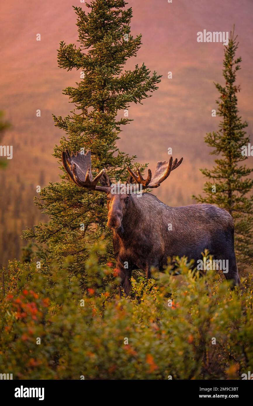 Alaska moose tundra moose yukon hi-res stock photography and images - Alamy