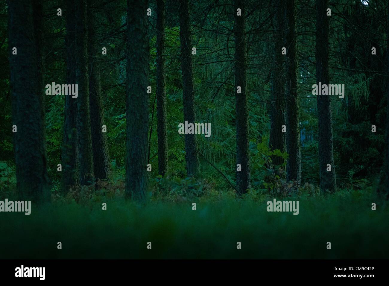 A landscape view of the green forest in Lithuania Stock Photo - Alamy
