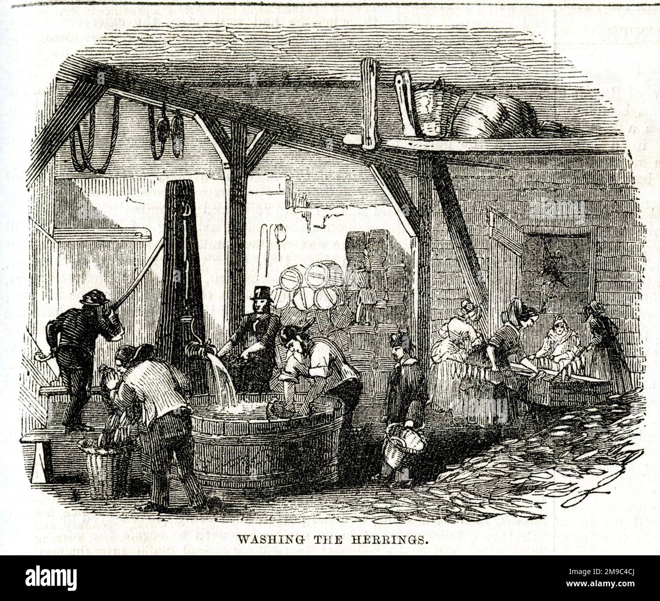 Yarmouth Herring Fishery, Washing the Herrings Stock Photo - Alamy