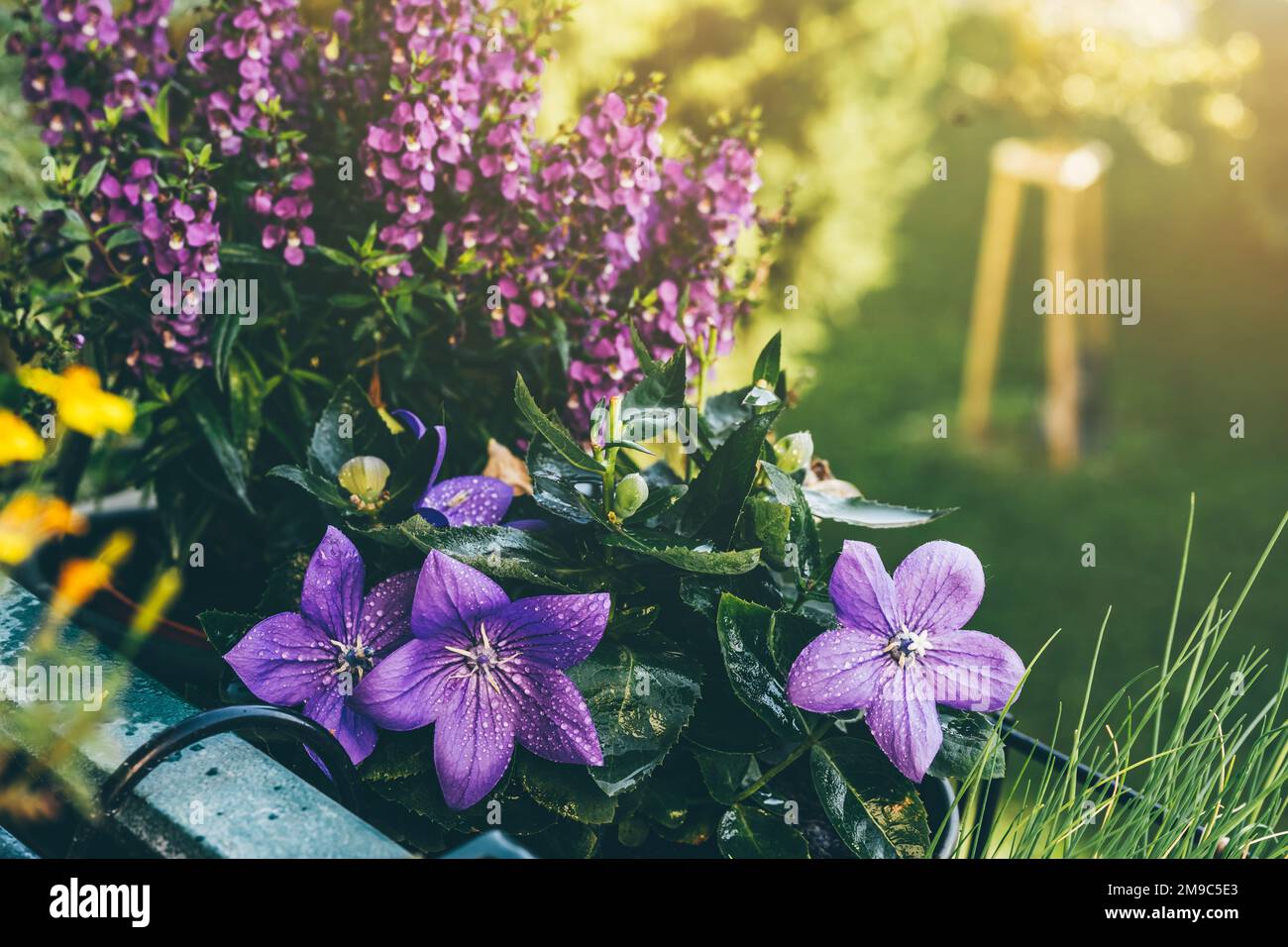Beautiful purple flowers blooming on hi-res stock photography and ...