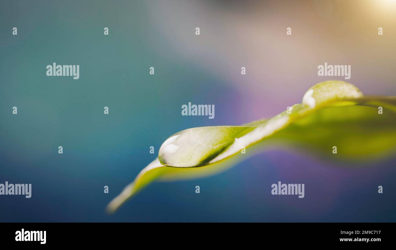 Large beautiful water drops falling from green leaf Stock Photo - Alamy