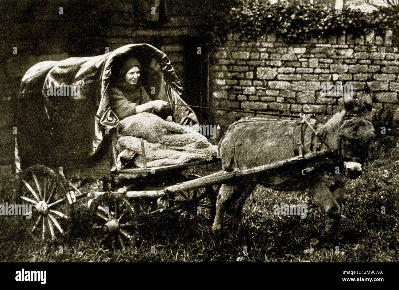 A Lady Member of the Caravan Club who lives in a Donkey Tilt Cart Stock ...