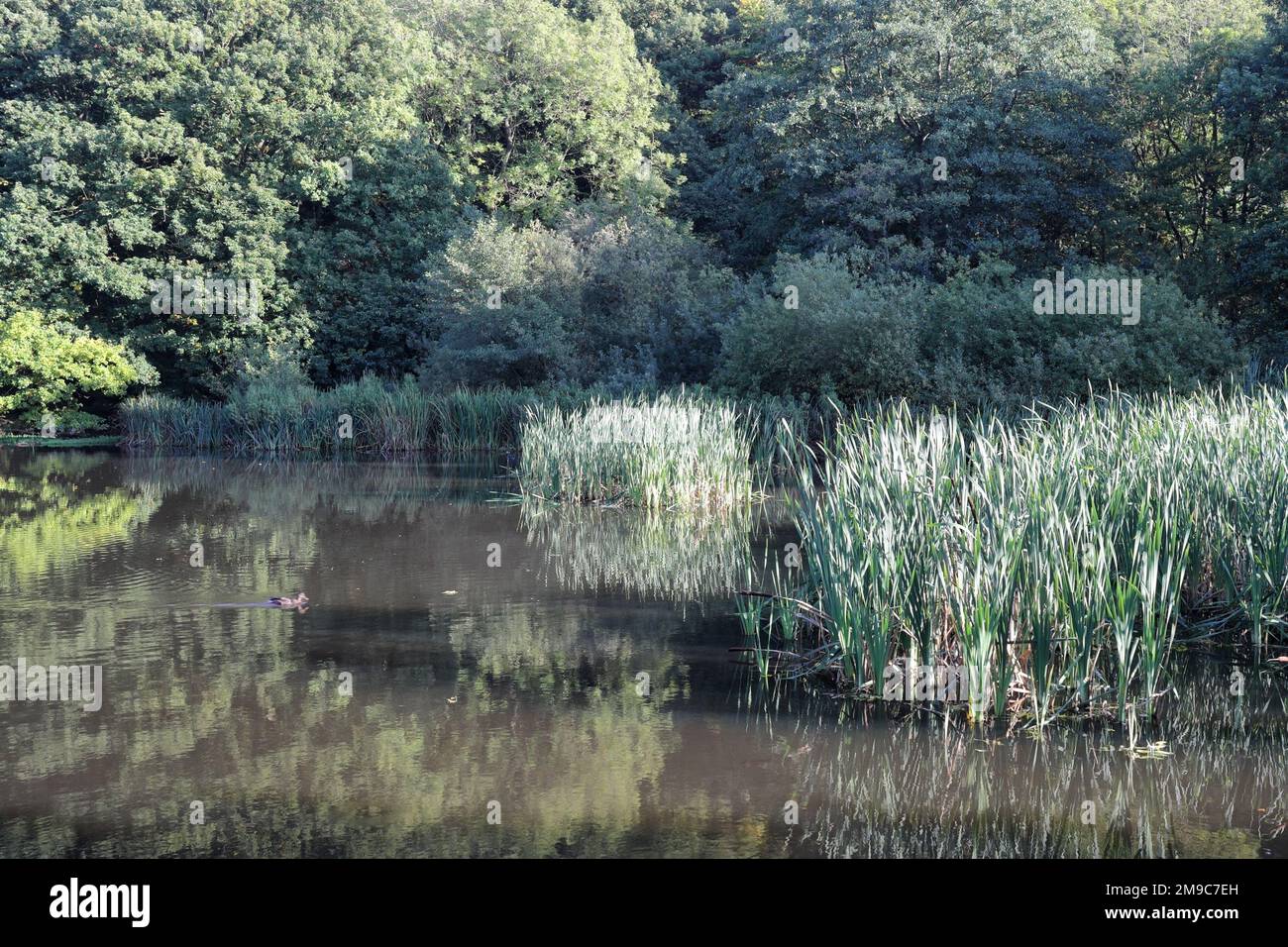 Wildlife Pond at Beauchief abbey in Sheffield England Stock Photo - Alamy