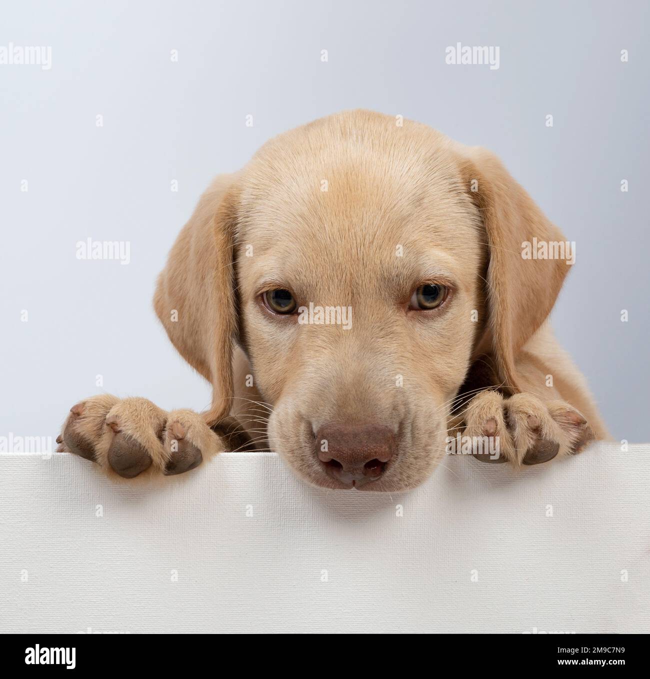Close up of labrador puppy looking down on white studio background ...