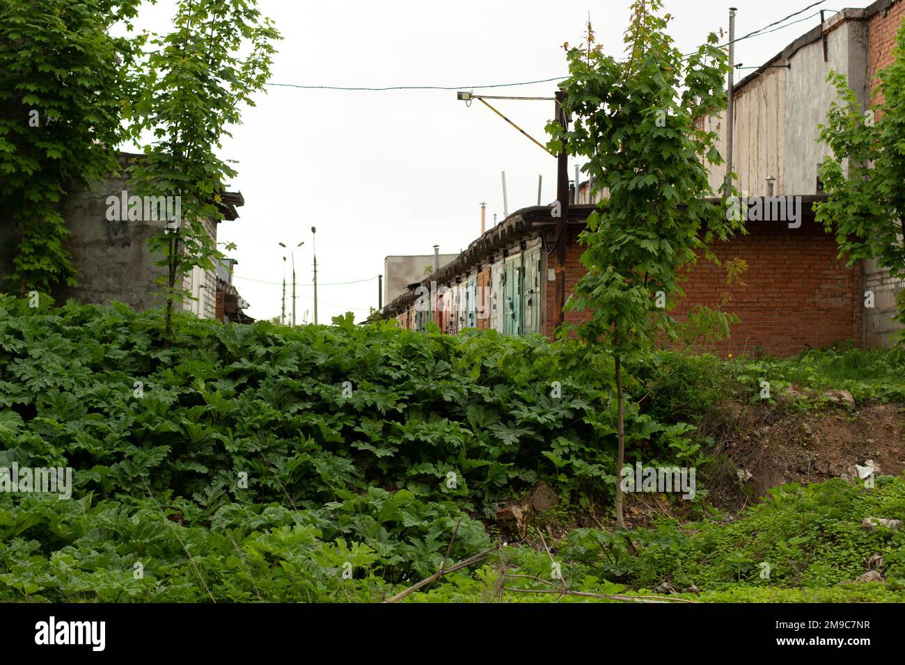 Garages in Russia. Brick garages. Overgrown ravine on outskirts of city ...